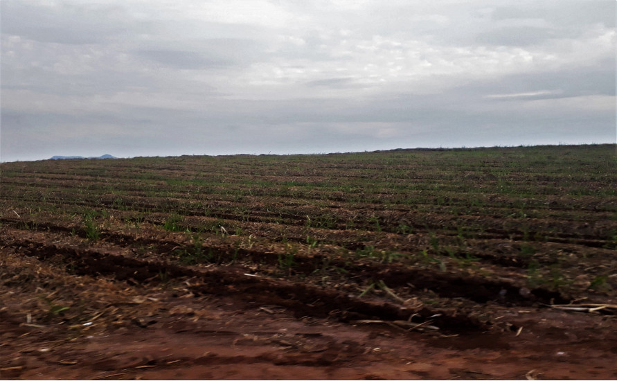 Conexão Piracicaba | Imaflora: Atuação garante melhorias em indicadores ...